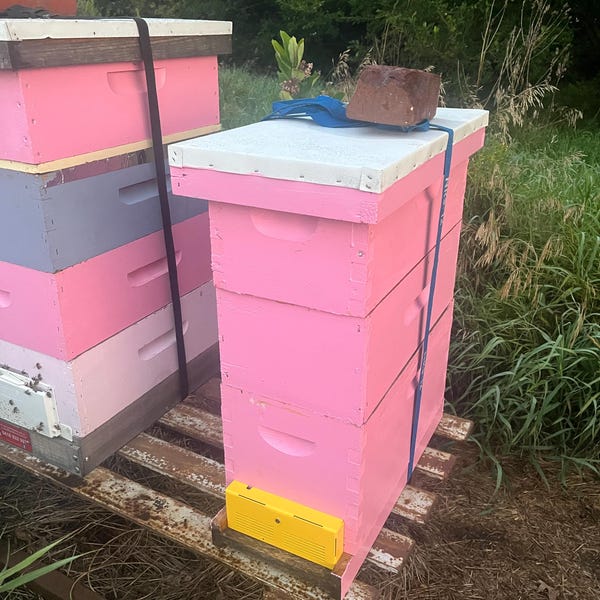 Observation Beehive | Honeybee Educational Hive | Made in the USA - Etsy