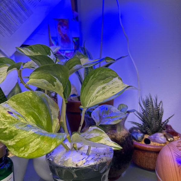 Potho Manjula High Viraigation Rare, Cuttings & Established Plants - Etsy