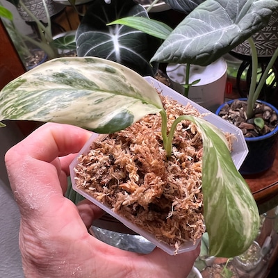 Variegated Monstera Albo Monstera Lechleriana House Plant - Etsy