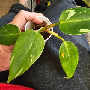 Epipremnum Aureum Carnival Teruno Series Pothos Fully Rooted Plant - Etsy