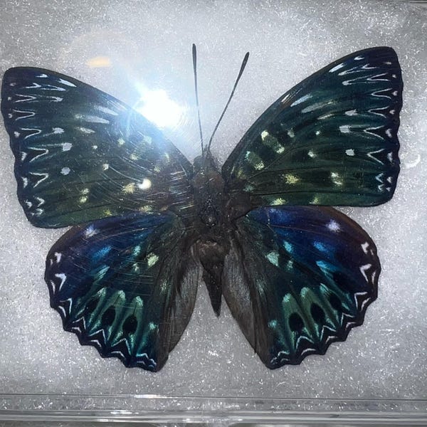 Real Butterfly Specimen, Preserved Butterfly, Spread Butterflies, Blue ...