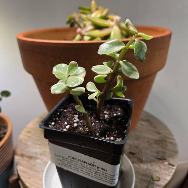 SUPER SALE Variegated Pink Elephant Bush Portulacaria Afra Variegata ...