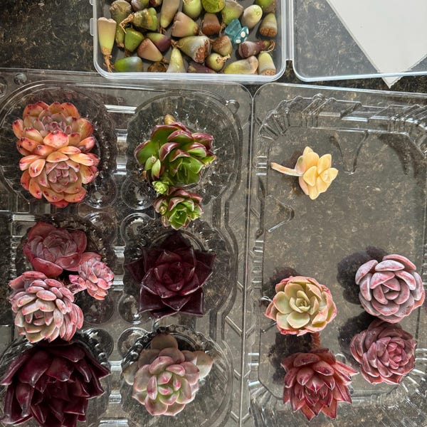 Random Mix DIY Rare Succulent Plants Live Pink Red Orange Green, 0.5-2 ...