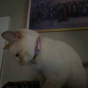 3/4 Star of David Pet ID Tag for Small Dogs or Cats - Etsy