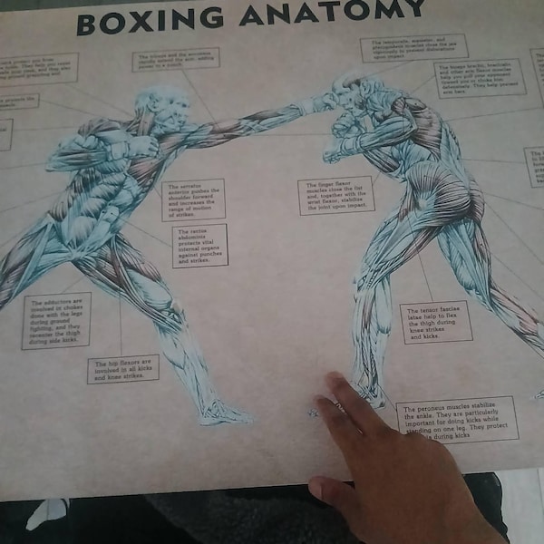 Boxing Anatomy Knowledge Poster, Wall Art Home, Knowledge Poster Home ...