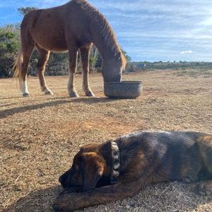 Dog Tag Bunny Chaser Dog Tag Funny Pet Tag Dog ID Tag | Etsy