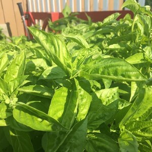 Wisconsin 55 Heirloom Tomato CERTIFIED ORGANIC Seed 1 Packet | Etsy