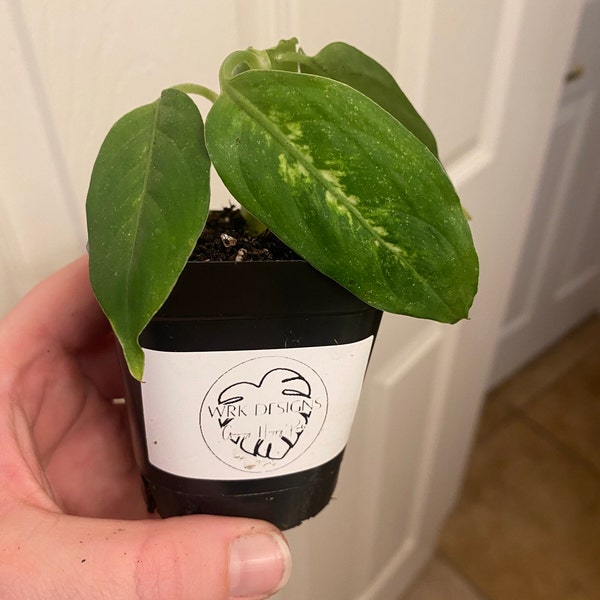 Rare Varigated String of Pearls | String of Hearts | String of Spades ...