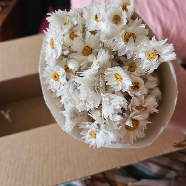 2025 New Dried White Daisies Dried Rodanthe Natural Dried Flower ...