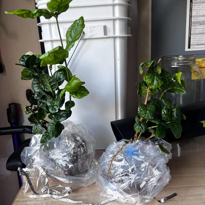 Double Rose Pikake hawaiian Pronunciation of peacock a Sweet-smelling ...