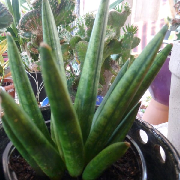 Sansevieria Hedgehog Live Plant – Unique Spiky Snake Plant – Low ...