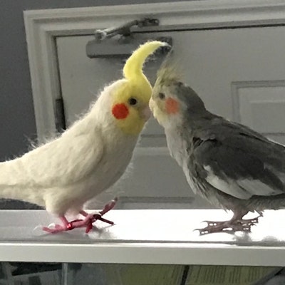 Cockatiel 1 :wool Parakeetstuffed Animals - Etsy