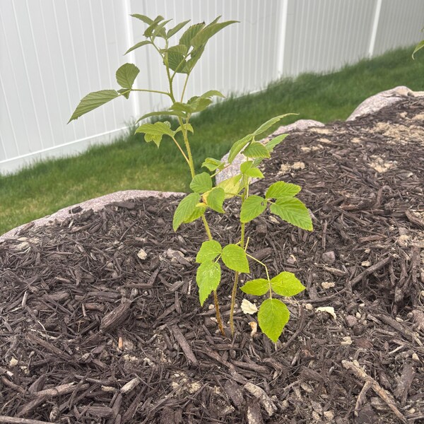 Tulameen Raspberry Potted Plants - Large, Sweet & Firm Summer Berries ...