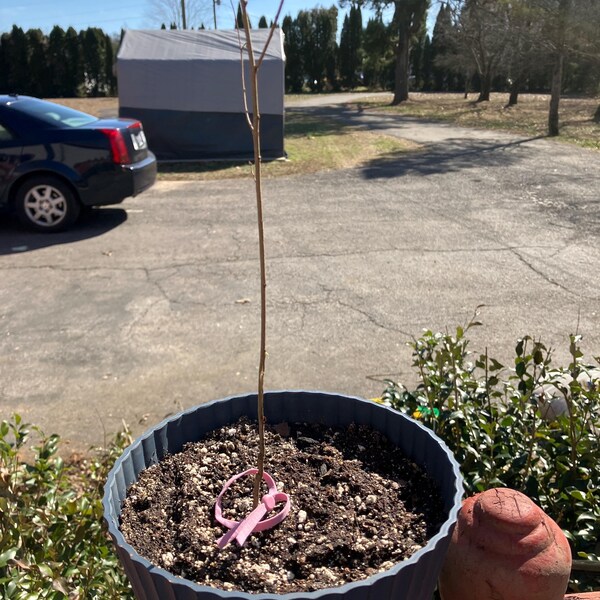 Chinese Elm Quart Container - Etsy