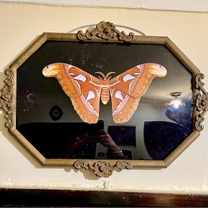 Earth-tone Realistic Paper Moth, Double-sided, Butterfly Paper-cut ...