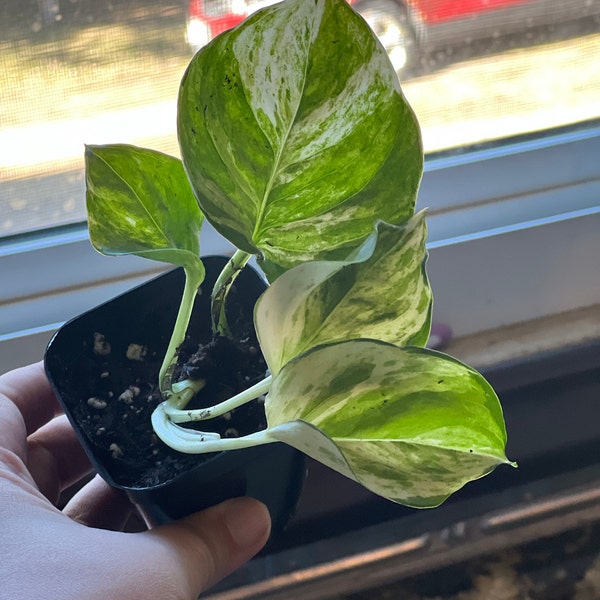 Manjula Pothos - RARE Variegated Manjula Pothos Rooted Plants - White ...