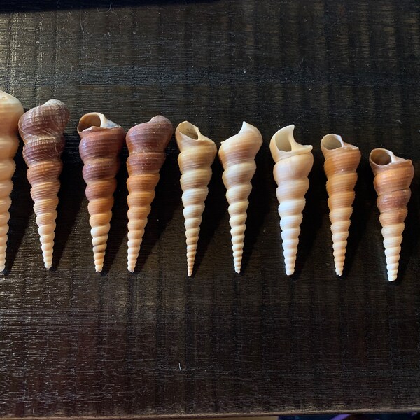 Brown Turritella Seashells (10) - Shells- Seashell Supply - Craft ...