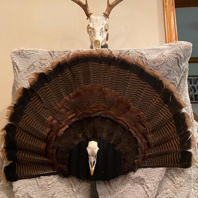 4 Fan Turkey Fan Display With 20 Beard Shelf With 5 Plaque - Etsy