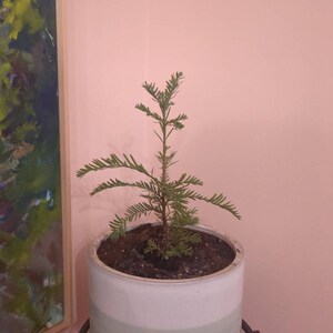 Coast Redwood Tree Seedling Sequoia Sempervirens SMALL - Etsy