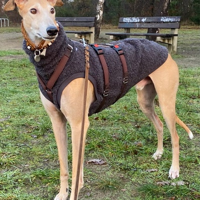 Comfort and Support: the Perfect Grooming Belt for Your Pooch. Dog ...