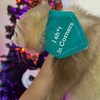 Sea Breeze Ferret Bandana Ferret Scarf Ferret Accessories Clothes for ...