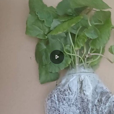 Bel Patta / Bael Patra / Bilva Bel Leaf Aegle Marmelos Plants Healthy ...