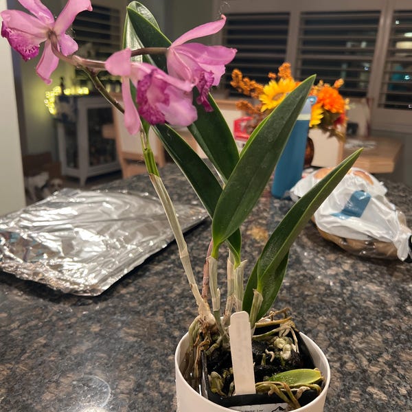 Large Cattleya Fragrant Pot. Clift Tsuji 'hawaii' - Etsy