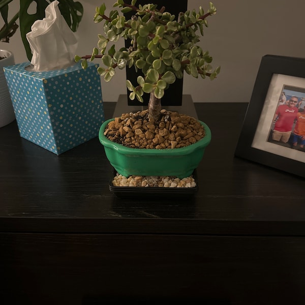 Varigated Dwarf Jade in 6inch Pot Lousbonsai - Etsy