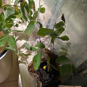 Wonderberry Rare Seeds solanum Burbankii Sunberry Blackberry, Unique ...