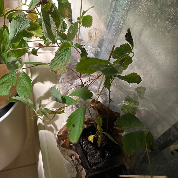 Texas Blue Yucca Seeds (yucca Pallida) Native Endemic Pale Yucca, Pale ...