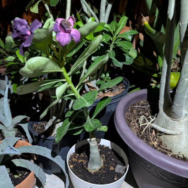 1 Grafted Double"black Purple" Adenium Obessum/desert Rose Plant. 4-6 ...