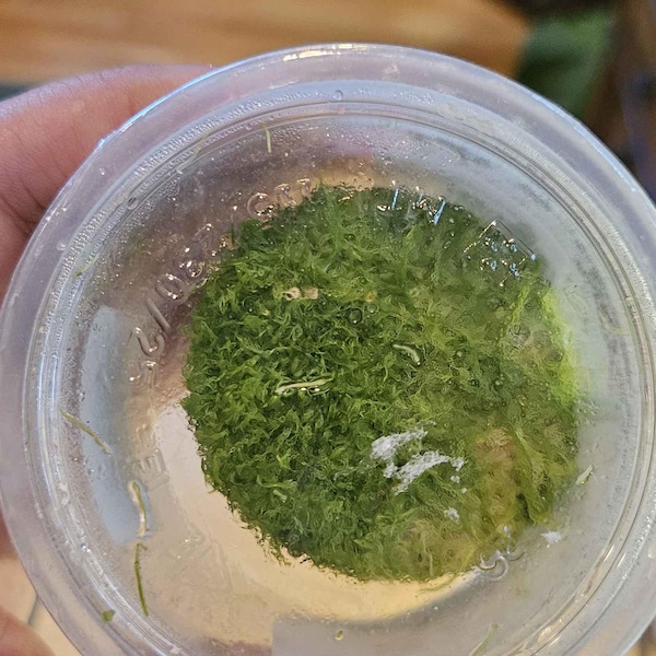 Selaginella Erythropus Sanguinea Red Ruby Club Moss Live Terrarium ...