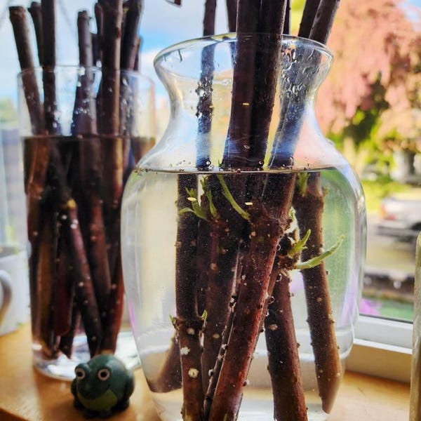 Luna & Moth Food - Sweet Gum Leaves- Liquidambar Styraciflua - Host ...