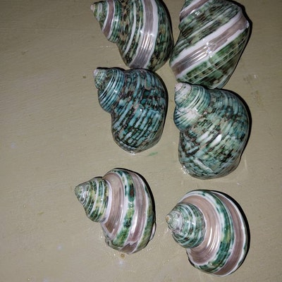 Medium Hebrew Cone Seashells Conus Ebraeus 5 Shells Approx. 1 Inches ...
