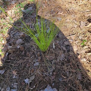 10 Longleaf Pine Seedlings - Etsy