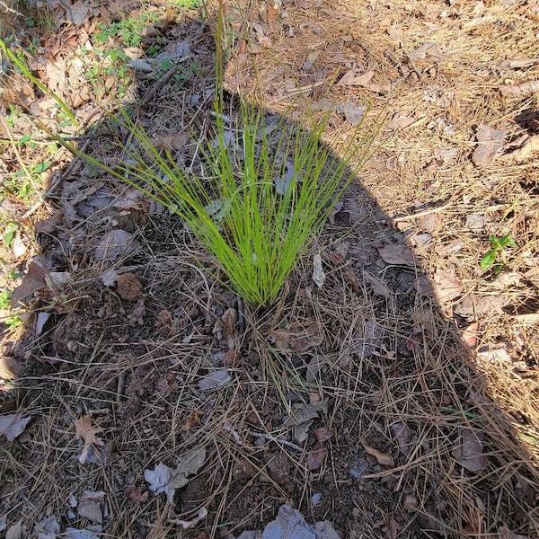 10 Longleaf Pine Seedlings - Etsy