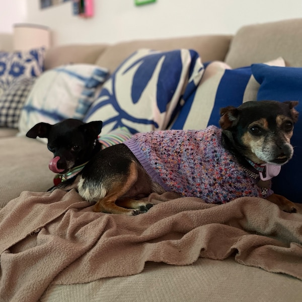 Little Bear Dog Sweater,soft Beige Dog Sweater,cat Sweater, Lightweight ...