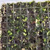 Trachyandra Tortilis Seeds, Albuca Namaquensis, 50pcs/pack （#9654） - Etsy