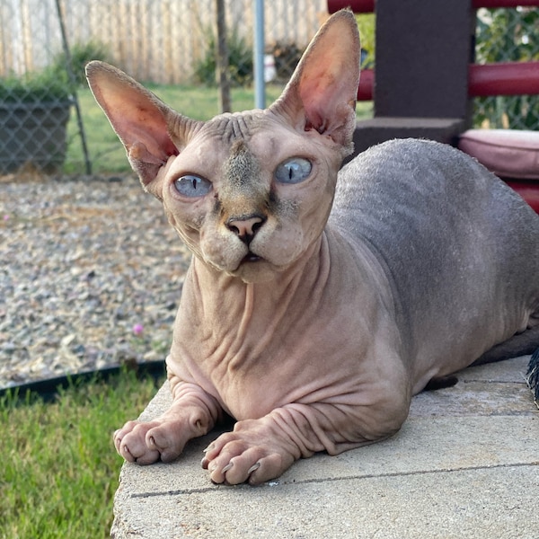 Sphynx Cat Shampoo & Conditioner | Hairless Pet Skin Care | Organic Dog ...