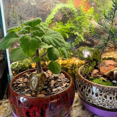 Bonsai Mint plectranthus Ernstii Caudex - Etsy