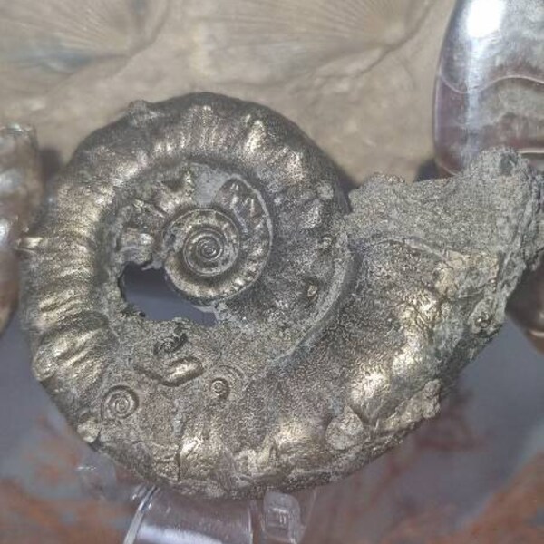 7.5 Cm Ammonite Bed Section Found on the Jurassic Coast, Charmouth ...