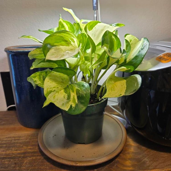 3” Sooo (TM) Silver Scindapsus Plant Pot - NEW CULTIVAR - Lush ...