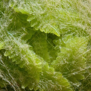 Monarch Butterfly Insect Chrysalis Pupa Life Cycle Digital File Art ...