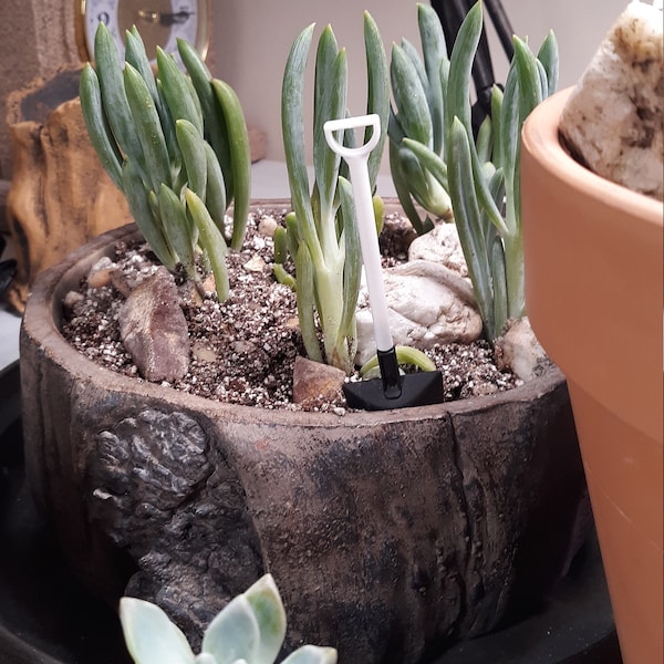 Extra Large Blue Chalk Sticks Cuttings, Curio Repens, Chalk Fingers ...