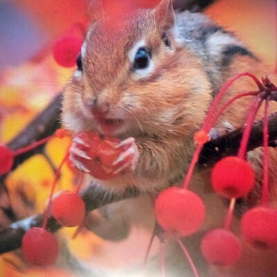 Bluebird Photo, Mad Bluebird, Comical Bird Pictures, Best Bird Photos ...