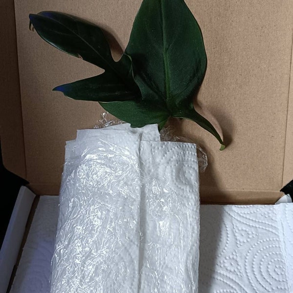 1x Rare Cutting Sillamontana Variegata Tradescantia - Etsy UK