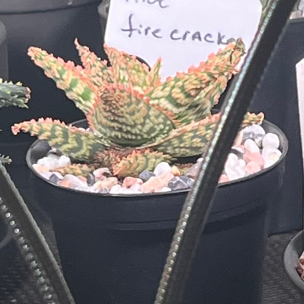 Aloe Firecracker Plant, Fully Rooted Hybrid, Hummingbird Friendly - Etsy