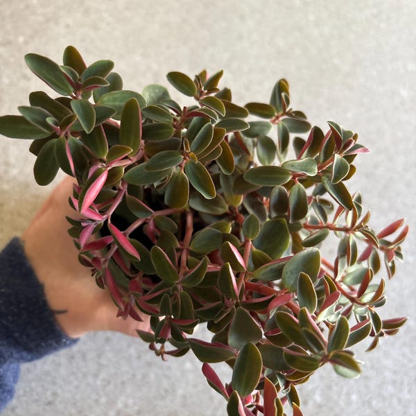 Hoya Cv. Chouke Full & Trailing Live Plant in 4 Hanging Basket - Etsy