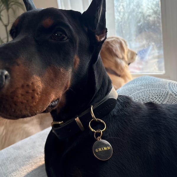 Olive Green Resin Pet ID Tag - Resin, Olive Green, Dog Tag - Etsy