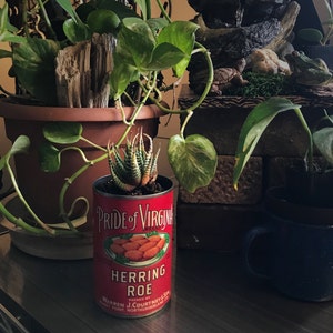 Dixie Maid Syrup Original Unused Vintage Tin Can Label Roddenbery Cairo ...